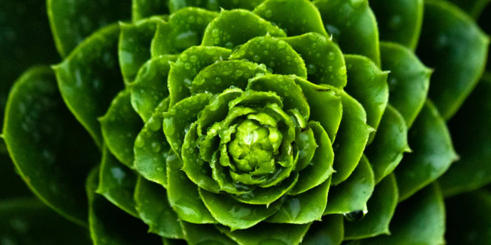 Divine Order | Simon Foster